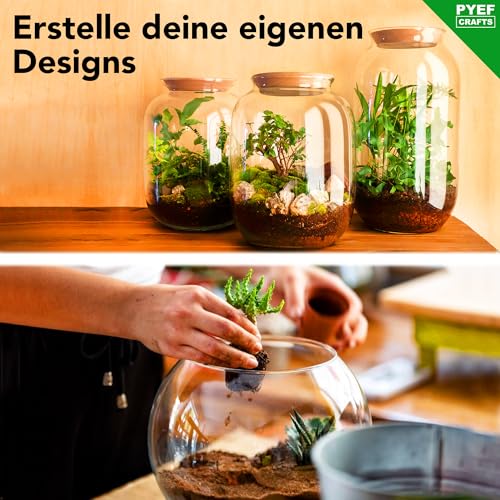 Flaschengarten Komplettset zum Schaffen EIN Ökosystem im Glas ...