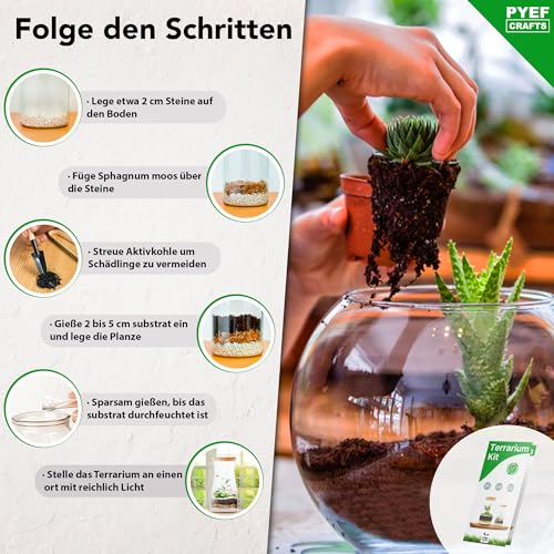 Flaschengarten Komplettset zum Schaffen EIN Ökosystem im Glas ...